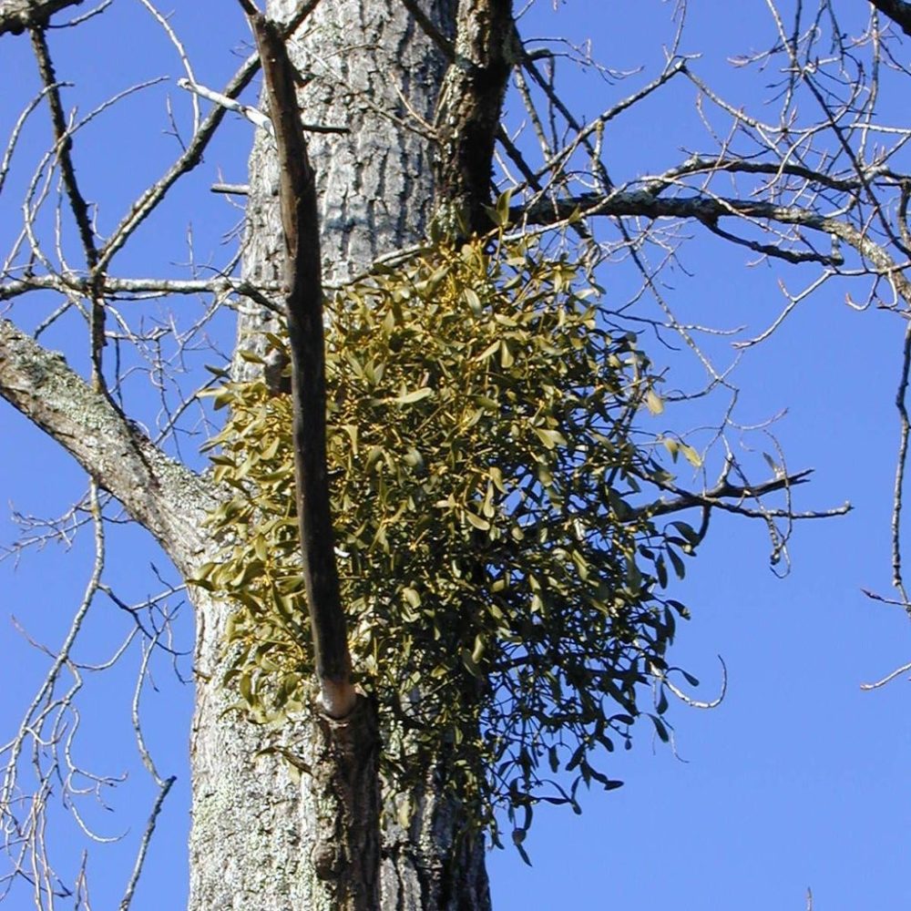 gui feuille | Bienvenue à Urt